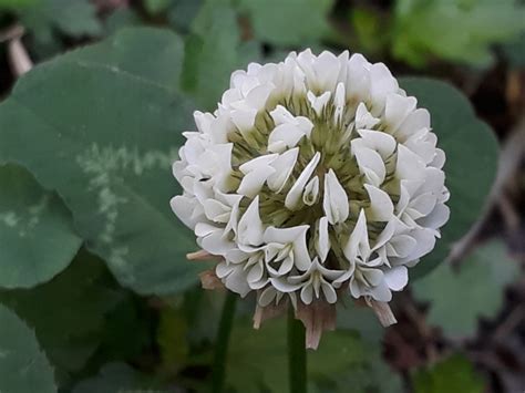 토끼풀 클로버 효능과 부작용 주의사항 네이버 블로그