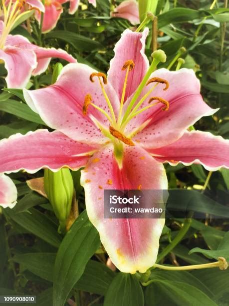 백합 꽃입니다 나리속 몽 상가 동양 그룹의 하이브리드 릴리입니다 오리엔탈 백합 그들의 향기로운 향수에 대 한 알려져 있다 피 중반에늦은 여름 Stargazers은 성장 하