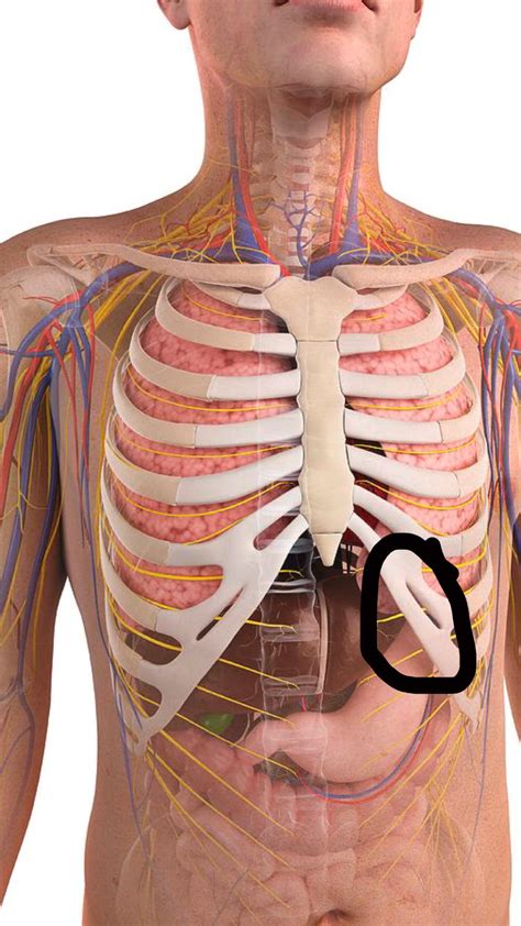 Pain Under Left Rib Rmedicaladvice
