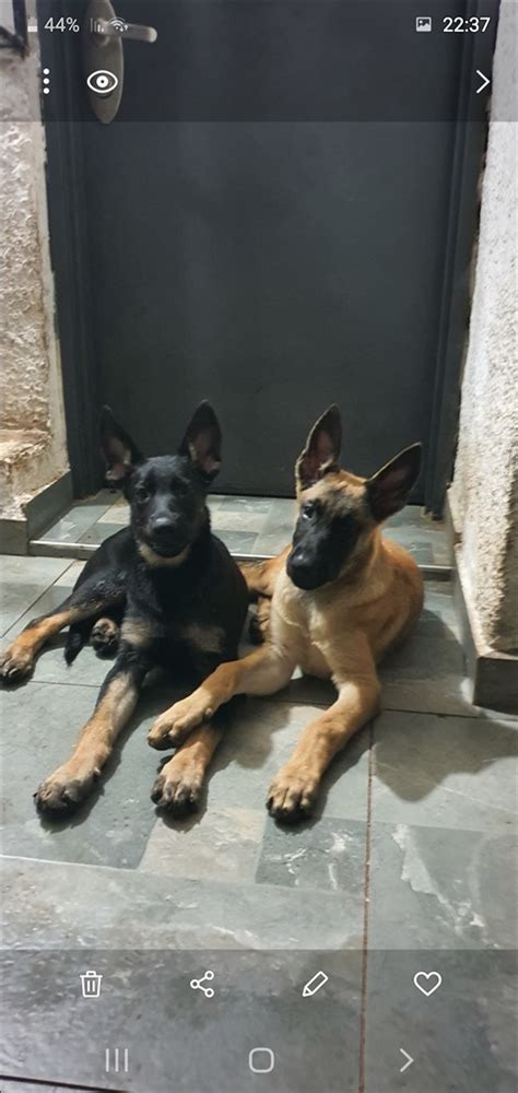 רועה בלגי למכירה ב 3200 שח מודעה 108395 כלבים לוח חיות מחמד הומלס