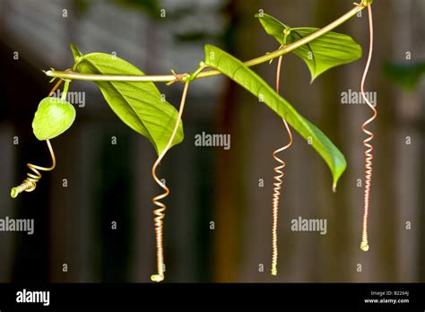 Passion Flower Climbing Tendrils Stock Photo Alamy
