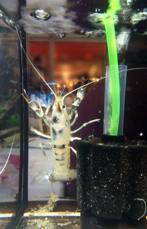 Dwarf Crayfish Care Guide A Complete Fact Sheet Breeding And Behavior