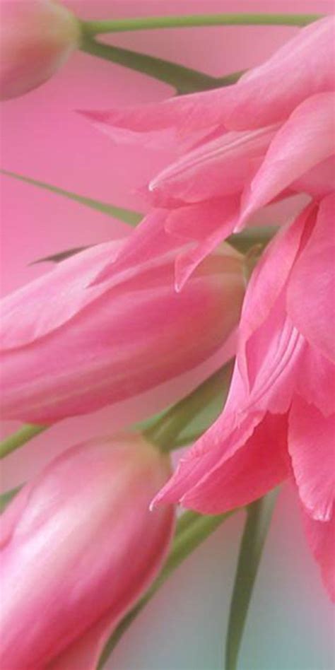 Завантажити шпалери на робочий стіл ПК Тюльпани Рослини Квіти безкоштовно 23184