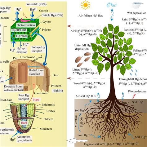 Mercury Cycling And Isotopic Fractionation In Global Forests Request Pdf