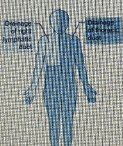 Chapter Anatomy Flashcards Quizlet