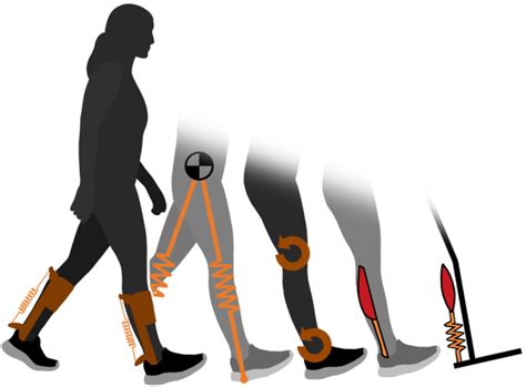 Undulating Membrane Biology Simple