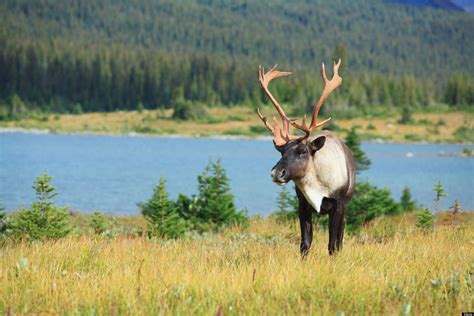 Woodland Caribou Range
