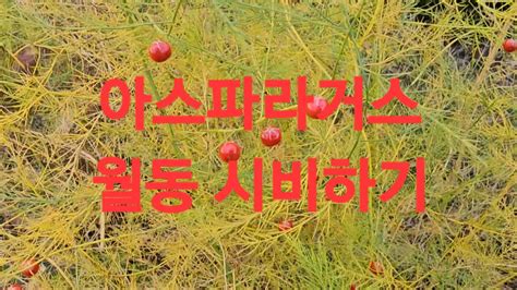 아스파라거스 월동하기 거름주기 Youtube
