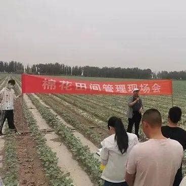 阿拉尔市5月下旬天气晴好 大部棉花进入现蕾期 棉田 团场 病虫害