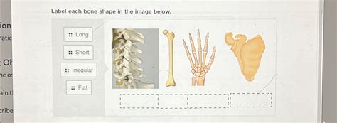 Solved Label Each Bone Shape In The Image Below Chegg Com