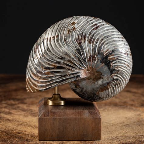 Fossiles Nautiloid Madagaskar Fossiles Nautiloid Madagaskar