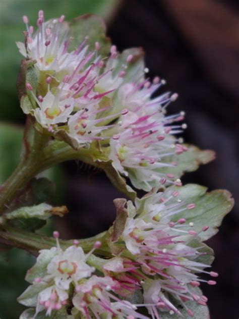 Chrysosplenium Macrophyllum Beth Chattos Plants