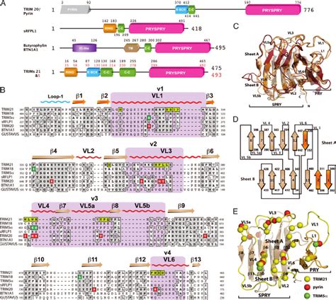 The Pryspry Domain Has A Conserved Binding Interface That Dictates