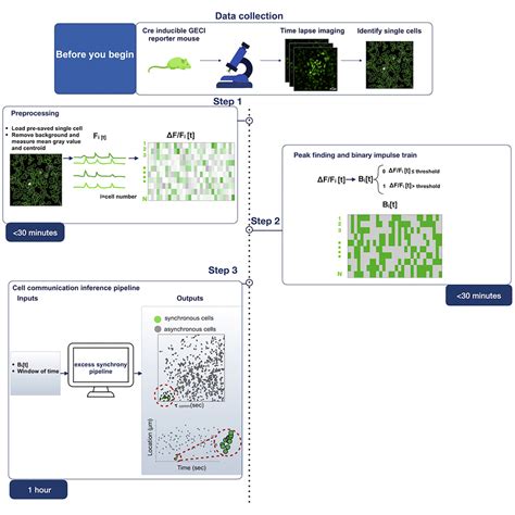 Cell Press Star Protocols