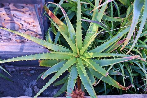 タコのよう 舞浜植物図鑑