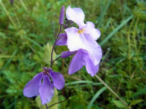 野草の花 ショカツサイ諸葛菜 気楽に気ままに趣味生活