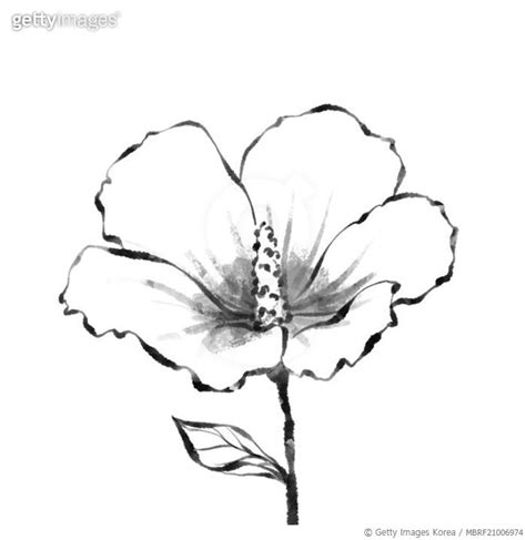Mbrf21006974 게티이미지코리아 먹으로 그린 수묵화 느낌의 무궁화 꽃 Royalty Free 이미지