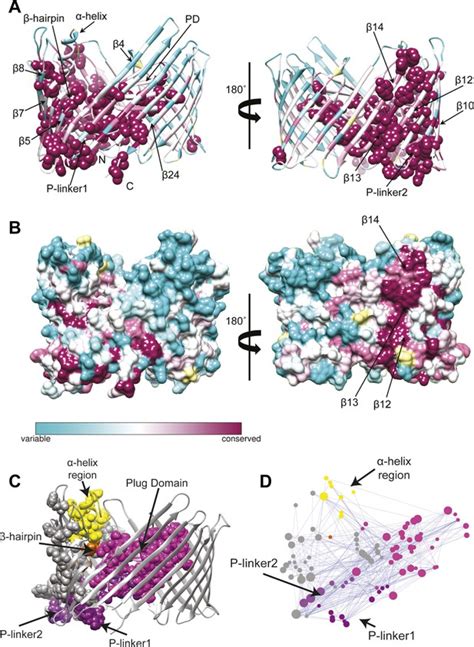 Figures And Data In Allosteric Signalling In The Outer Membrane Translocation Domain Of Papc