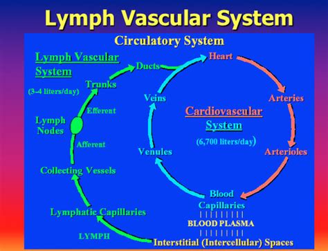 Lymphatic System Lab Quiz Flashcards Quizlet