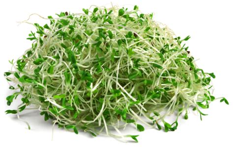 Alfalfa Alfalfa Grass And Supplement Benefits Toxicity And Side Effects