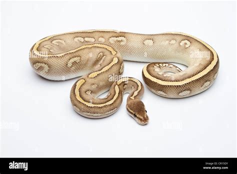 Super Phantom Ball Python Or Royal Python Python Regius Male Stock Photo Alamy