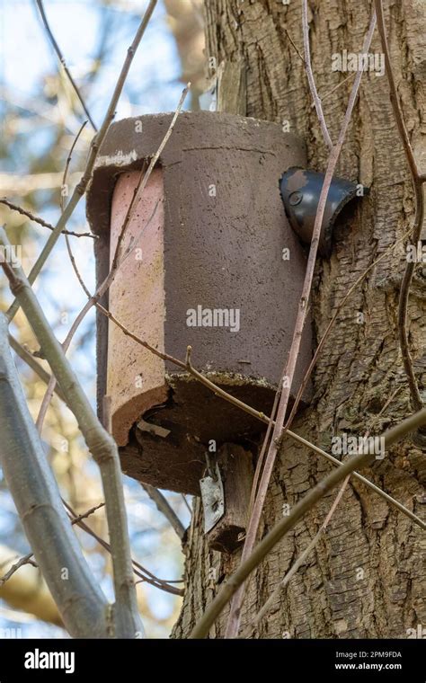 Treecreeper Bird Nest Box With Entrances At The Sides Designed For Treecreepers On A Pine Tree