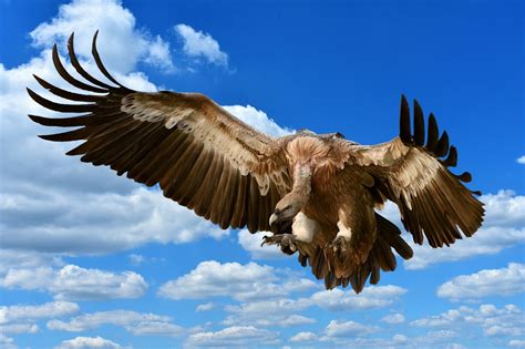 20 000 Free Flying Vulture And Vulture Images Pixabay