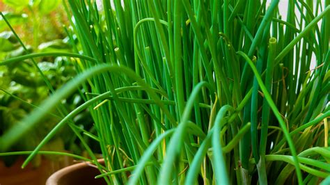 How To Grow A Fresh Supply Of Chives