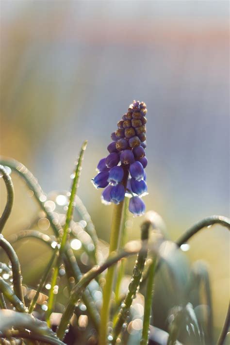 Muscari Botryoides 계절 고요한 고요함 과민 한 식물 관상용 식물 꽃 꽃가루 꽃무늬 꽃이 만개한