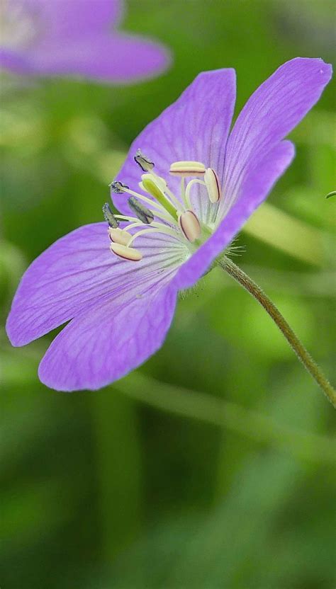 Dichogamy Protandry Protogyny