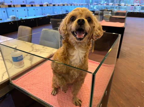 말티푸 젝슨 보스턴테리어 핏불테리어 허스키 테리어종류 꼬똥 차오차오 아프간하운드 Cat 강아지분리불안 털안빠지는강아지 귀여운강아지 강아지종 사바나캣 믹스견 잭러셀테리어 시추