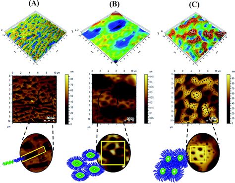 The Selectivity Of Poly2 Vinylpyridine Block Methyl Methacrylate Copolymer Films An Afm