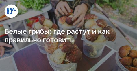 Где растут белые грибы и как их правильно готовить техника обработки рецепты