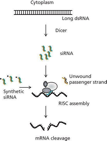 Liquid Chromatography Methods For The Separation Of Short Rna Oligonucleotides