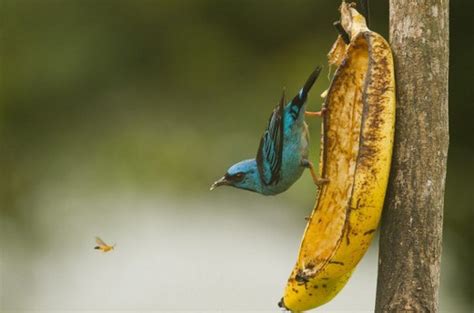 Video 3gp Gadis Melayu Boleh Terbaru 2013