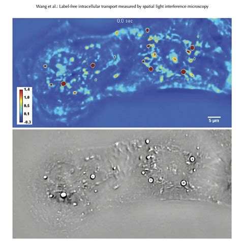 Label Free Intracellular Transport Measured By Spatial Light Interference Microscopy J Biomed