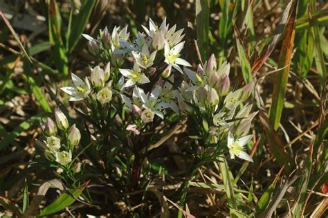 山野の花実北信と周辺 菅平湿原センブリ