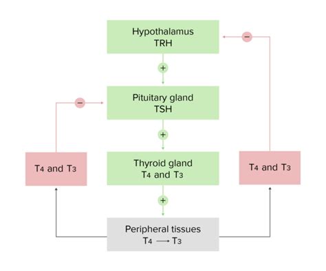 Thyrotoxicosis And Hyperthyroidism Concise Medical Knowledge