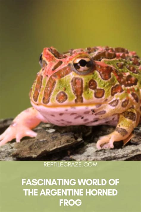 The American Toad Natures Remarkable Amphibian Reptile Craze