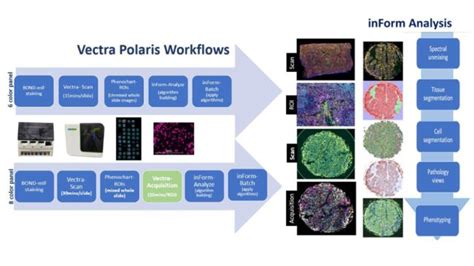 Advanced Tissue Imaging Shared Resource Atisr Roswell Park Comprehensive Cancer Center