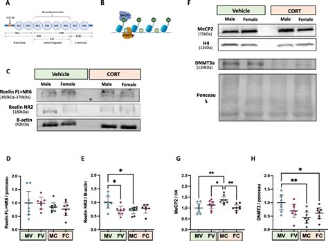 Figure 1 From Chronic Corticosterone Exposure In Rats Induces Sex Specific Alterations In