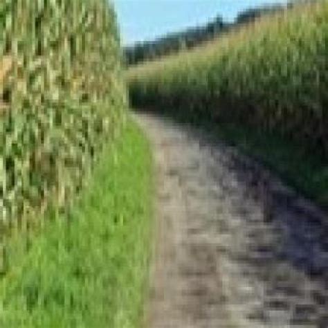 Plants Disease Detection Object Detection Dataset By Nestec