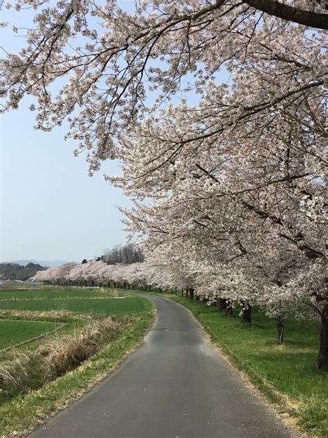 嵐山町商工会青年部 on Twitter 嵐山町のさくらまつり花火大会はいよいよ今週末の7日の土曜日です桜は散り始めておりますが
