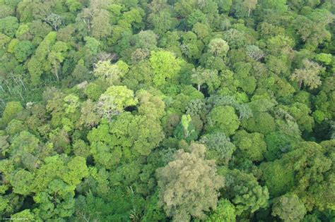 Costa Rica Rainforest Aerial View