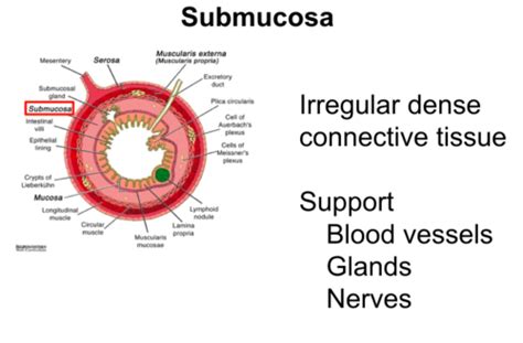Chapter 27 Anatomy Flashcards Quizlet