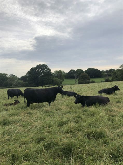 16 Cows With Spring Born Calves For Sale Aberdeen Angus Cattle Society