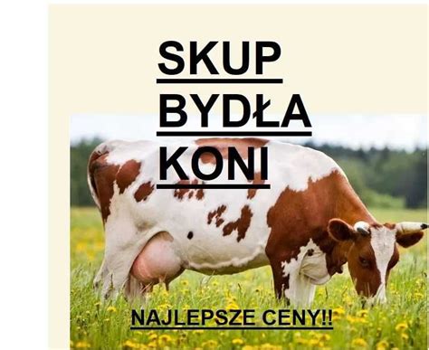 Skup Bydła Koni Żywca UbÓj Krowy Krowa Byk Byków Konie Koń Gorlice • Olx Pl
