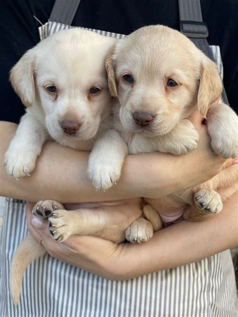 싸개싸개 무료강아지분양사이트