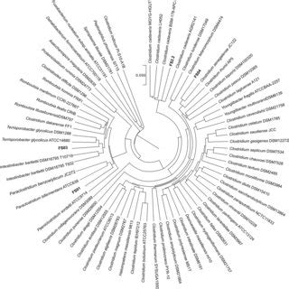 Inferred Phylogenetic Tree Based On The Functional Genome Distribution Download Scientific