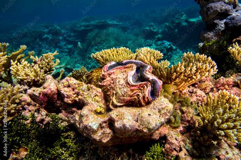 Coral Reefs Some Of The Most Pristine In The World Palmyra Atoll